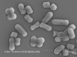 Mecanismo de acción | Ab21 Probiotics