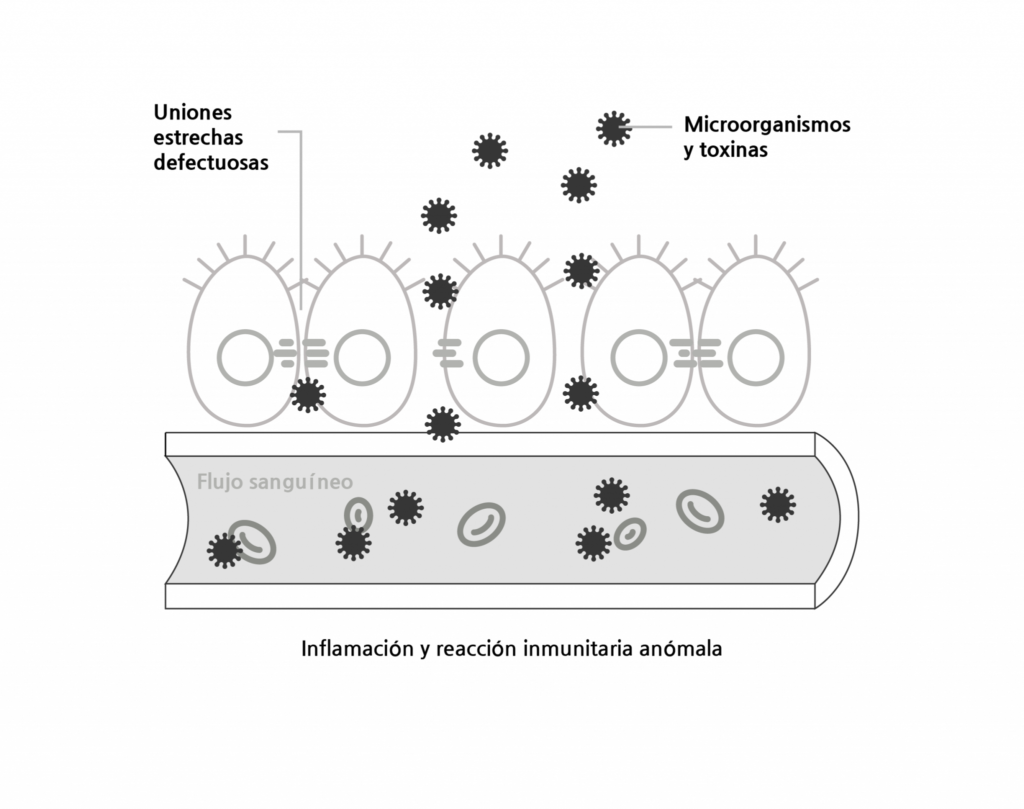 Mecanismo de acción | Ab21 Probiotics
